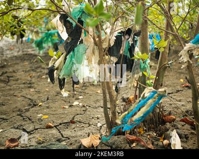 Plastic waste stuck on mangrove tree during low tide Stock Photo - Alamy