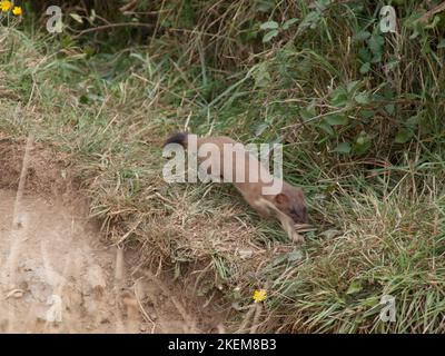 Weasel is hunting a rabitt Stock Photo - Alamy