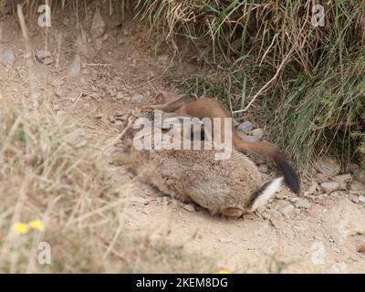 Weasel is hunting a rabitt Stock Photo - Alamy
