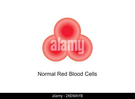 Scientific Designing of Normal Red Blood Cell. Colorful Symbols. Vector ...