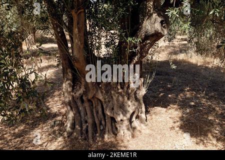 Gnarled and twisted olive trees. Plants, Lesbos, October 2022. cym ...