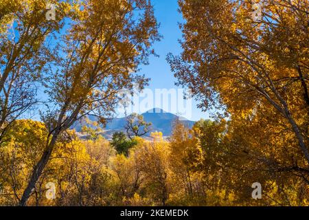 Yellow autumn leaves along the Yellowstone River in Livington, Montana ...
