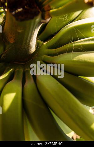 Vertical shot of bananas hanging in Stock Photo - Alamy