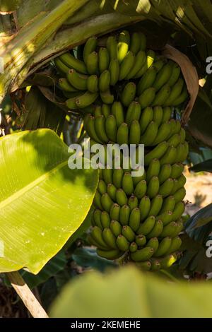 Vertical shot of bananas hanging in Stock Photo - Alamy