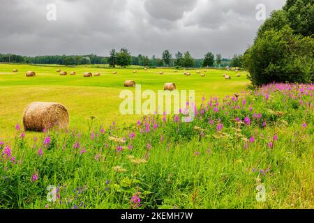 Fireweed grows along farm field with rolled hay; near Palmer; Alaska ...