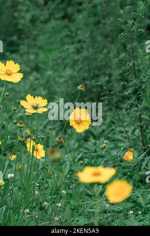 A vertical shot of yellow lance-leaved coreopsis flowers Stock Photo ...