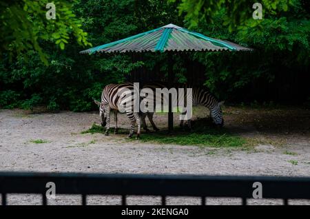 Wild zebra caged, animals in captivity, abuse Portret Stock Photo - Alamy