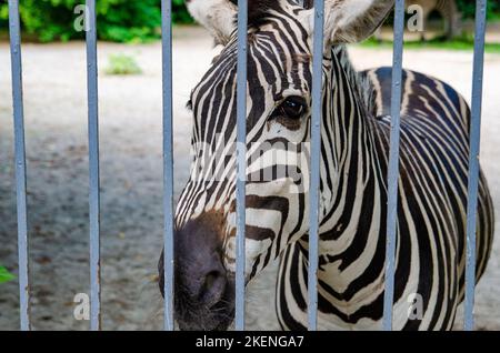 Wild zebra caged, animals in captivity, abuse Portret Stock Photo - Alamy