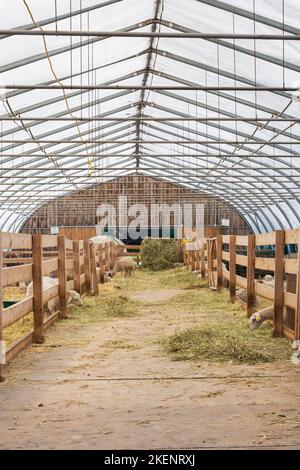Sheep pen with Arcott Rideau lambs being bred and raised for meat Stock ...