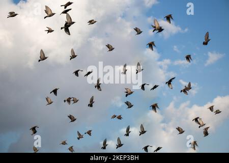 Flock of birds seen flying in the sky Stock Photo - Alamy