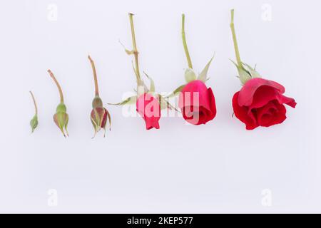 Red Roses aligned in an increasing order on a white background Stock ...