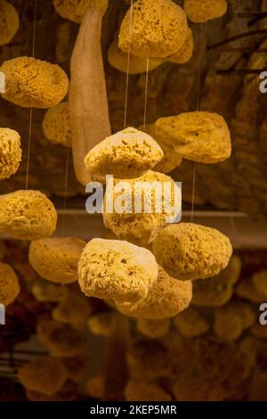 Collection of sea sponges hanging on a market stall Stock Photo - Alamy