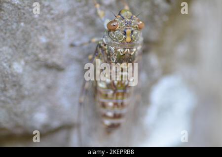 Zikade Animal Angkor Wat Cambodia ruin historic khmer temple Stock ...