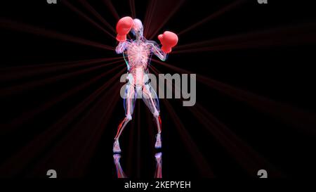 Abstract 3D anatomy of a man boxing Stock Photo - Alamy
