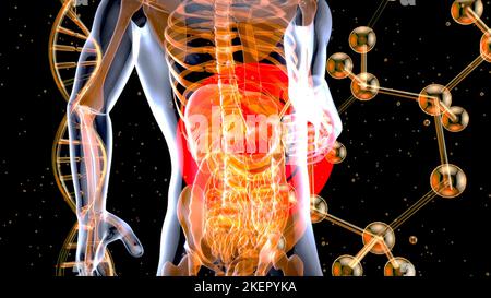 Abstract motion design of the stomach Stock Photo - Alamy
