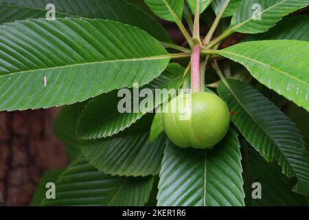 Elephant apple (Dillenia indica) in green leaf background Stock Photo ...