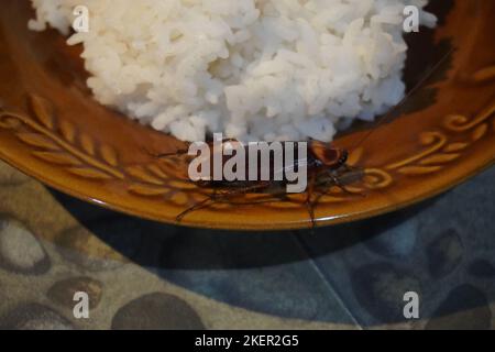 cockroach on a plate of rice. cross-contamination food that makes ...