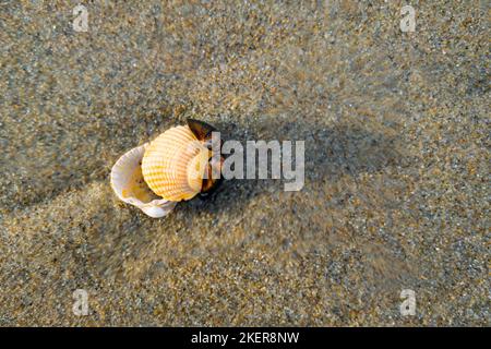 Close-Up Of Sea Shell Lying On Sand At Beach Stock Photo - Alamy