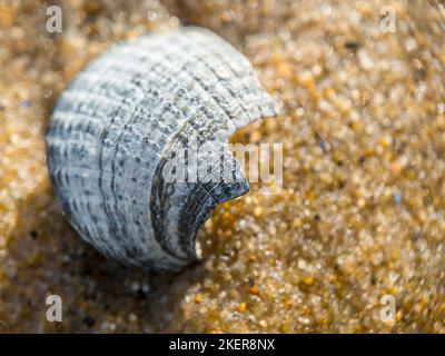 Close-Up Of Sea Shell Lying On Sand At Beach Stock Photo - Alamy