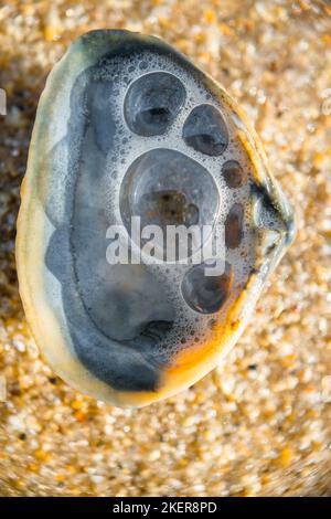 Close-Up Of Sea Shell Lying On Sand At Beach Stock Photo - Alamy