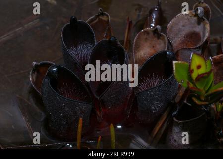 Black carnivorous pitcher plant (Heliamphora pulchella), Amuri Tepui ...