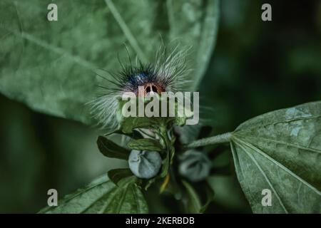 Gipsy Moth grub Stock Photo - Alamy