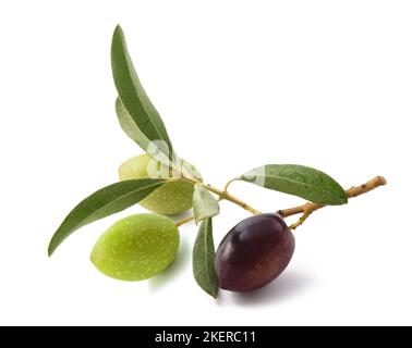 Sprig of olive tree with fruits on blurred background close up. Israel ...
