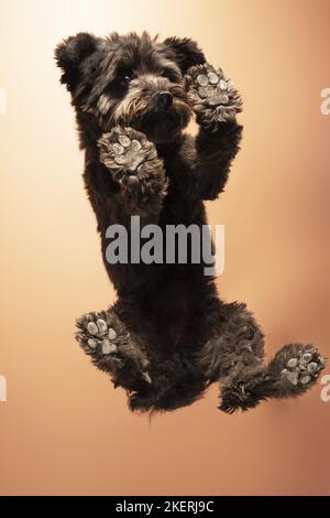 Mongrel from below Stock Photo - Alamy