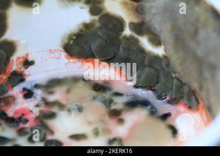 spoiled sour cream in a plastic container covered with different kinds ...