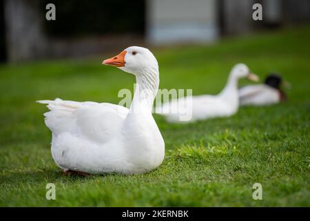 goose grazing on grass in a park in canada, in summer Stock Photo - Alamy