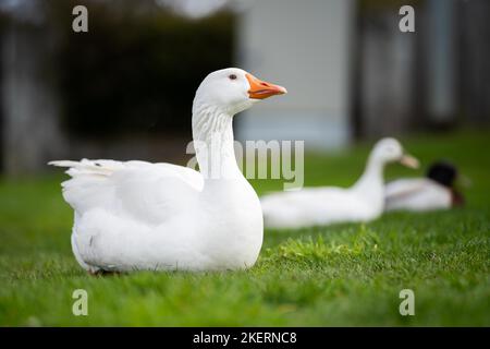 ducks and geese sleeping on a lake in spring in canada Stock Photo - Alamy