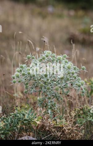 Field eryngo (latin name Eryngium campestre) in field in northern ...