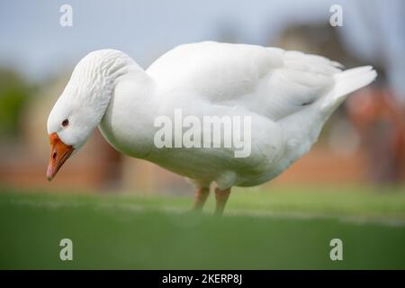 ducks and goose grazing on grass in a park in canada, in summertime ...