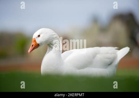 ducks and geese sleeping on a lake in spring in canada Stock Photo - Alamy