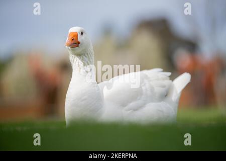 beautiful white goose in park on a lake in spring in australia Stock ...