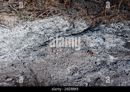 white ash after a forest fire lies on the charred black ground in a ...