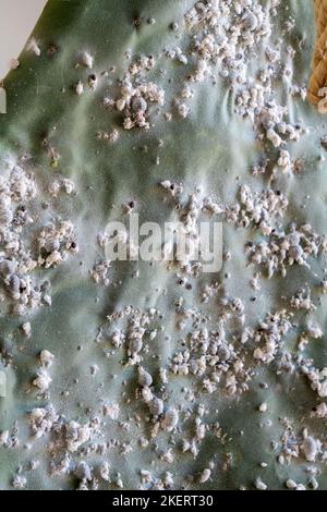 Nopal cactus pads with cochineal insects being cultivated to produce ...