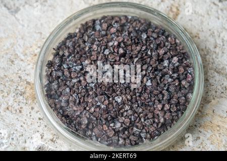 Container of dried female cochineal insects for making cochineal red ...