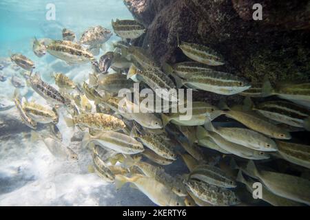 Flock of Mediterranean fish swimming over sea coral reef, on Crete ...