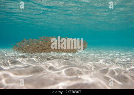 Flock of Mediterranean fish swimming over sea coral reef, on Crete ...