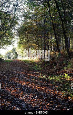 trees sheringham park norfolk england Stock Photo - Alamy