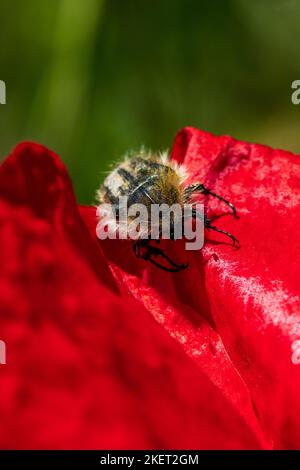 Tropinota squalida, Hairy Rose Beetle on a Yellow Wild Flower Stock ...