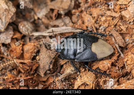 Cydnus aterrimus, Burrowing Beetle Stock Photo - Alamy