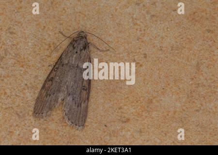 Theresian Moth (Lamoria anella Stock Photo - Alamy