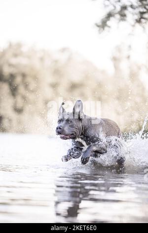male American Bully XL Stock Photo - Alamy