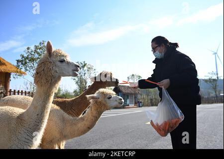 XUZHOU, CHINA - NOVEMBER 14, 2022 - A photography enthusiast takes a ...