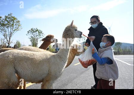 XUZHOU, CHINA - NOVEMBER 14, 2022 - Tourists feed wild animals in ...