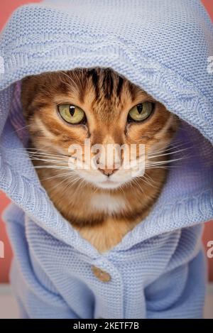 Cool Bengal cat in a knitted blue hoodie on a pink background. Copy ...
