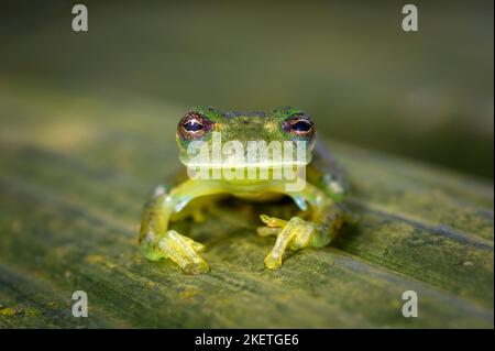 Emerald glass frog (Centrolenella prosoblepon) male, with humeral ...