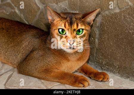 Abyssinian cat outdoors . Landscape,pets, beautiful cat Stock Photo - Alamy